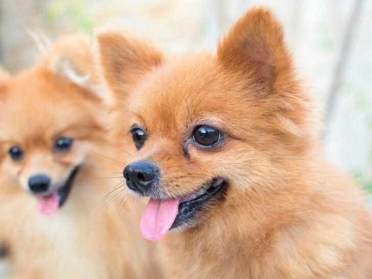Teddy Bear Pomeranian: A Guide to This Cute Teddy Bear Dog
