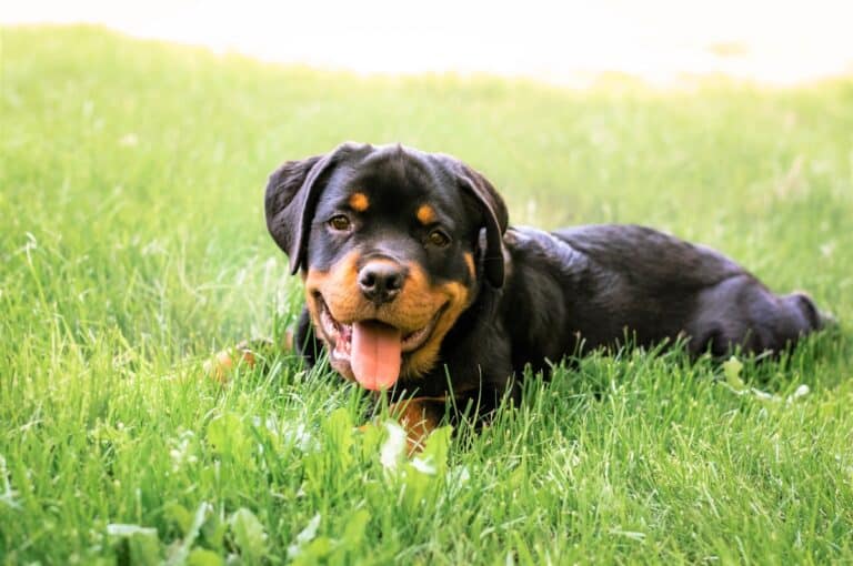 American vs. German Rottweiler: Which Is Right for You?