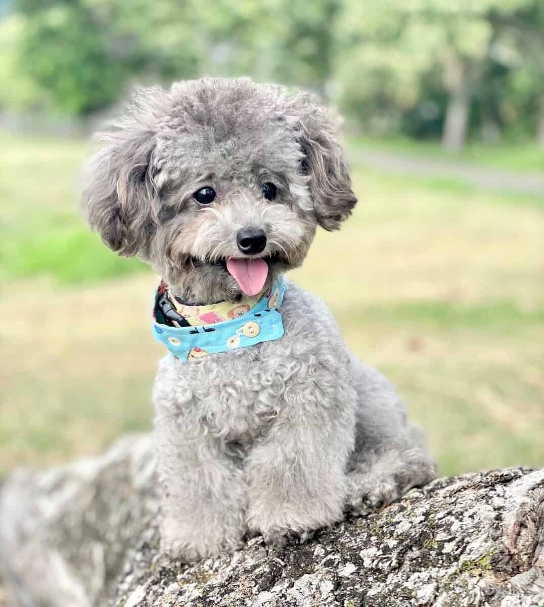 Poodle Colors 31 Poodle Coat Colors Explained With Pictures Poodle Colors 31 Poodle Coat Colors Explained With Pictures