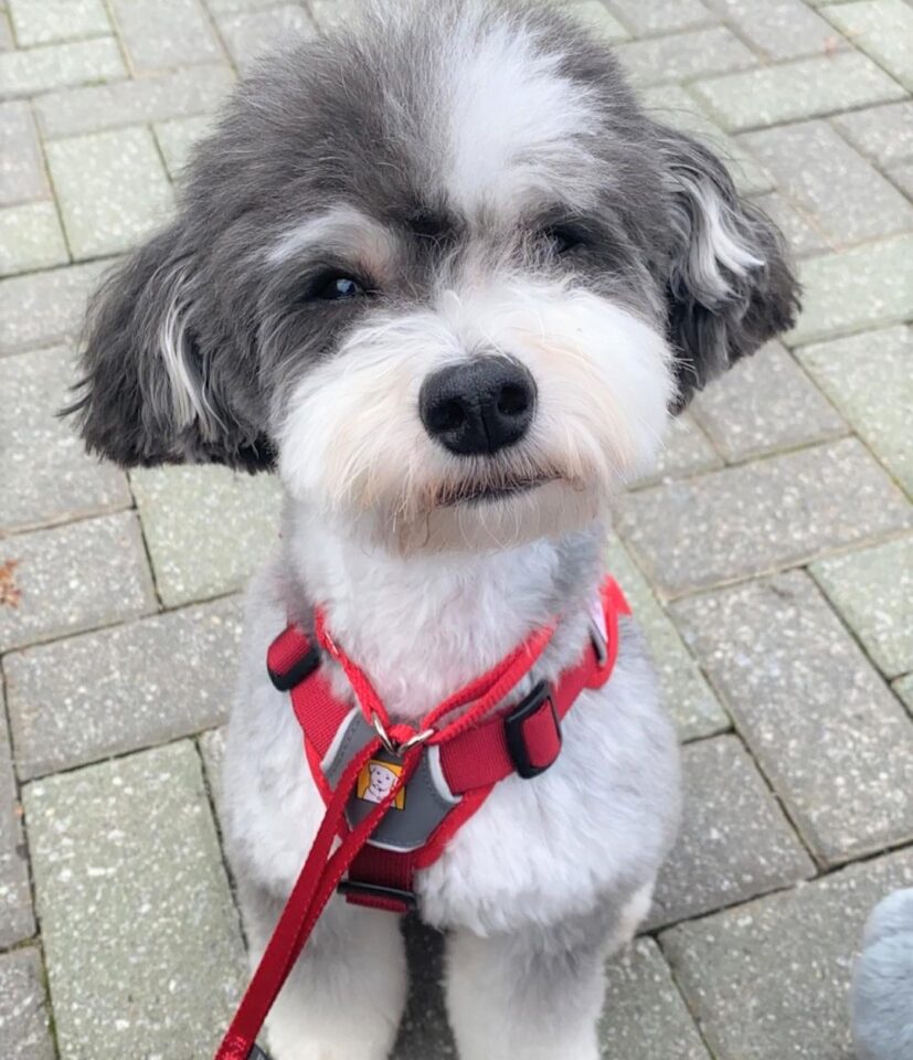 Parti Poodle: 17 Things to Know Before Getting a Parti Poodle