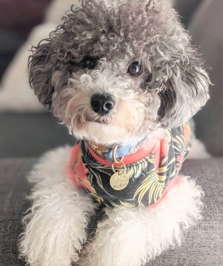 Poodle Colors: 31+ Poodle Coat Colors Explained (With Pictures)