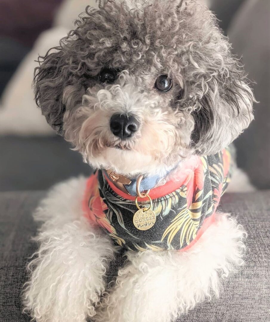 Poodle Colors: 31+ Poodle Coat Colors Explained (With Pictures)