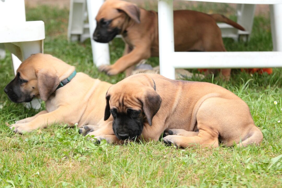 American vs. European Great Dane: What's the Difference?