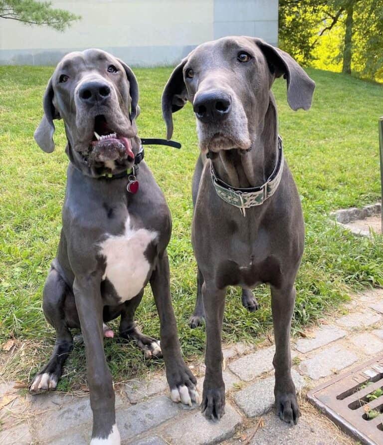 American vs. European Great Dane: What's the Difference?