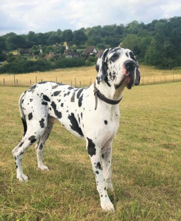 American vs. European Great Dane: What's the Difference?