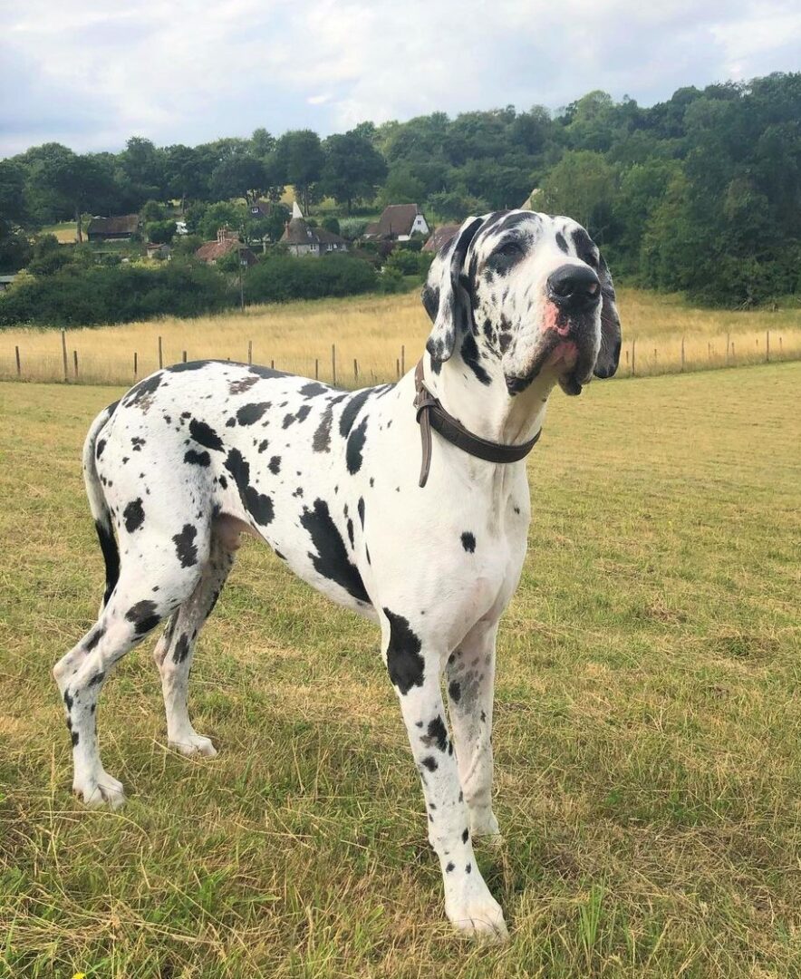 American vs. European Great Dane: What's the Difference?