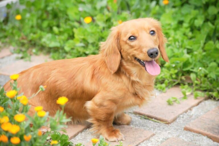 Long-Haired Miniature Dachshund: The Ultimate Purebred Icon