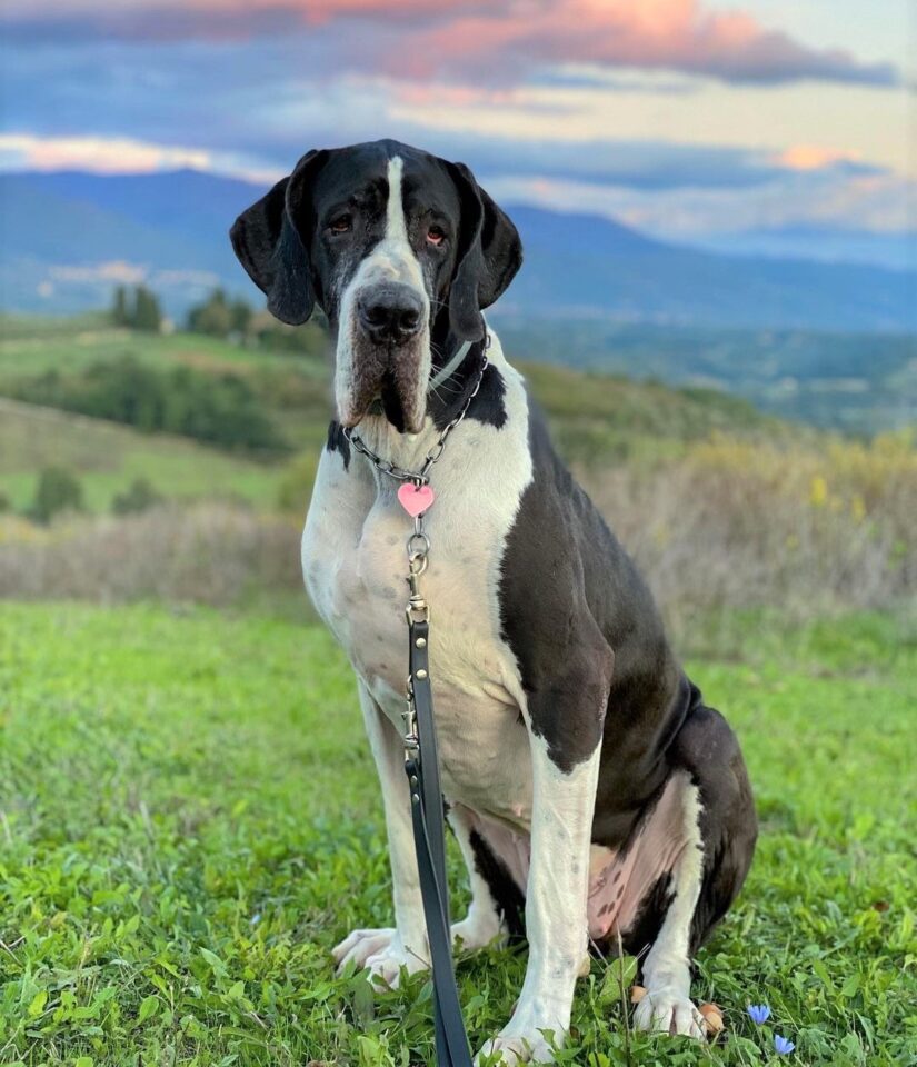 American vs. European Great Dane: What's the Difference?