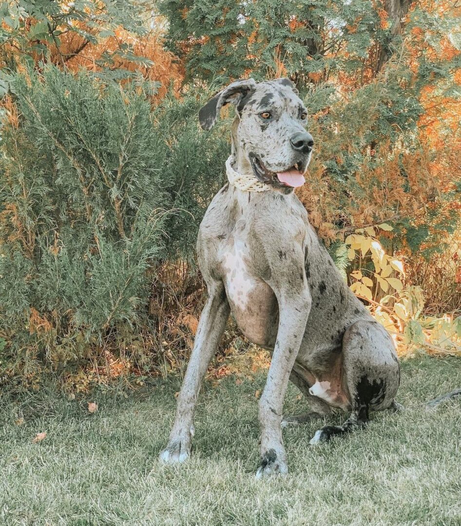 American vs. European Great Dane: What's the Difference?