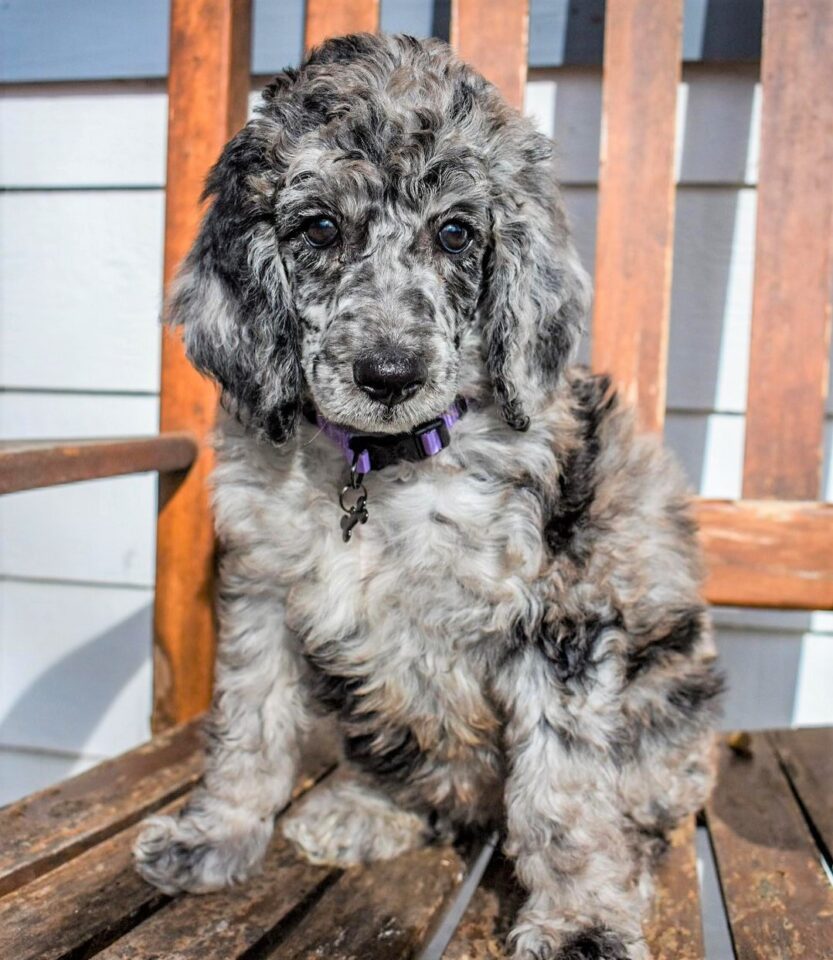 Poodle Colors: 31+ Poodle Coat Colors Explained (With Pictures)