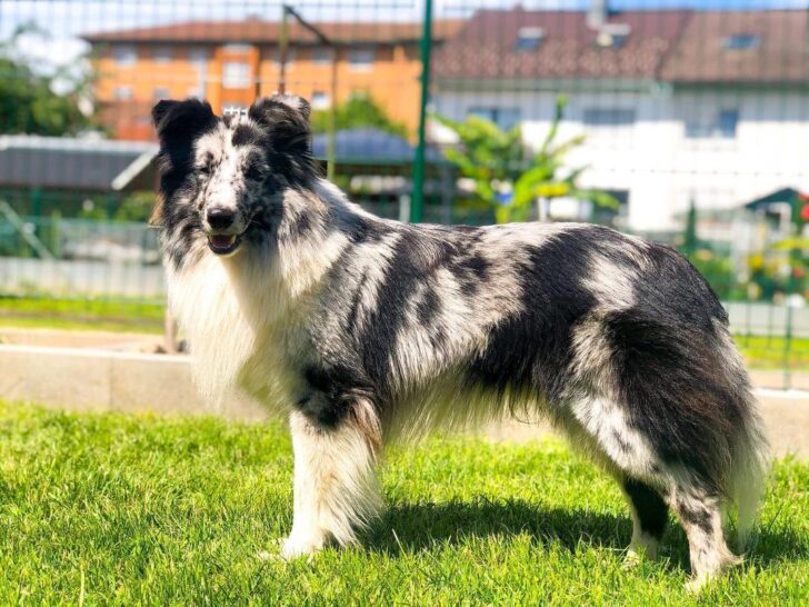 Miniature Collie: Things You Need to Know Before Getting One