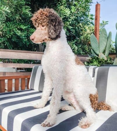 Poodle Colors: 31+ Poodle Coat Colors Explained (With Pictures)