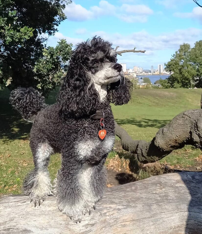 Poodle Colors: 31+ Poodle Coat Colors Explained (With Pictures)