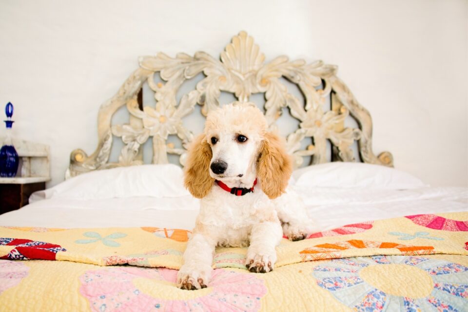 Parti Poodle: Breed Info, Traits, Genetics & Facts