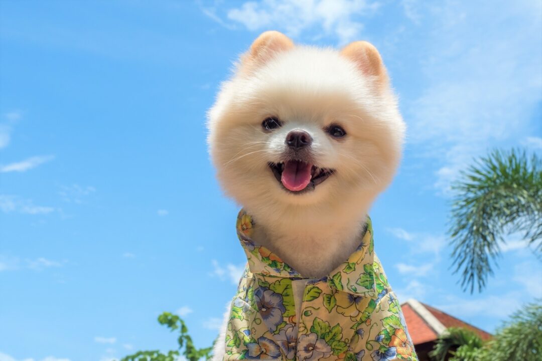 Teddy Bear Pomeranian: A Guide to This Cute Teddy Bear Dog