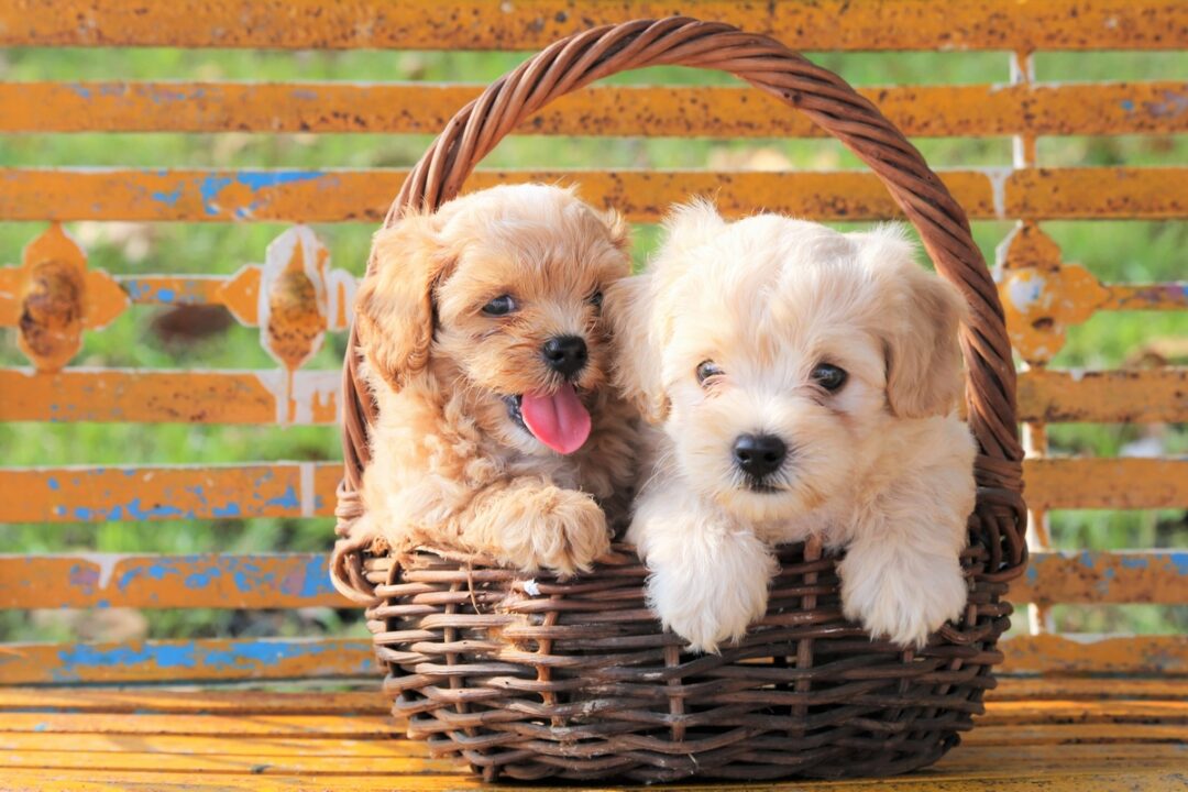 Poodle Colors: 31+ Poodle Coat Colors Explained (With Pictures)