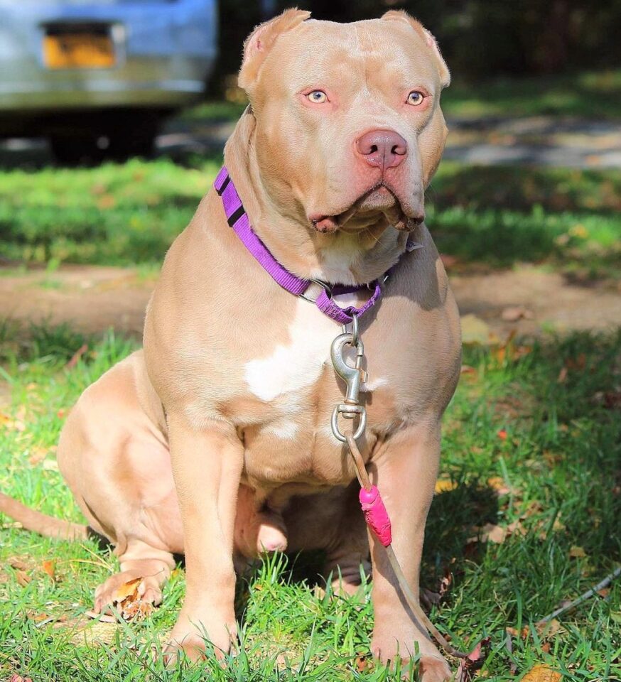 Pitbull Colors: 23 Coat Color Variations Explained (With Pictures)