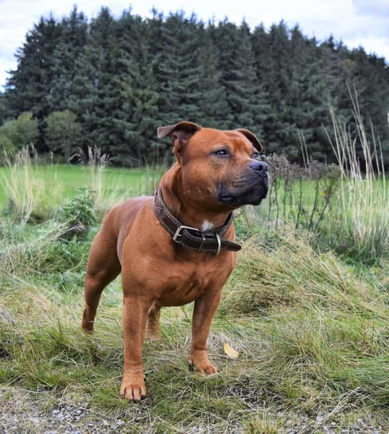 Pitbull Colors: 23 Coat Color Variations Explained (With Pictures)