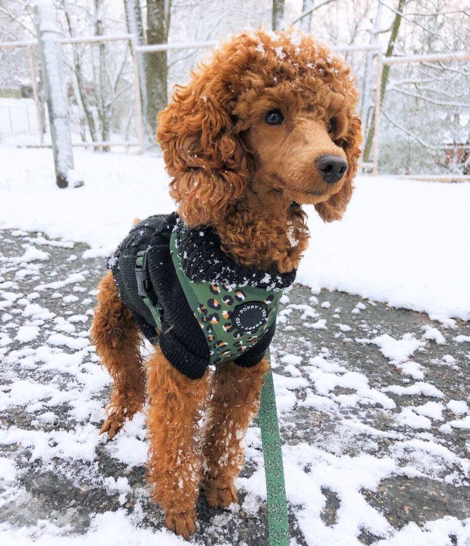 Poodle Colors: 31+ Poodle Coat Colors Explained (With Pictures)