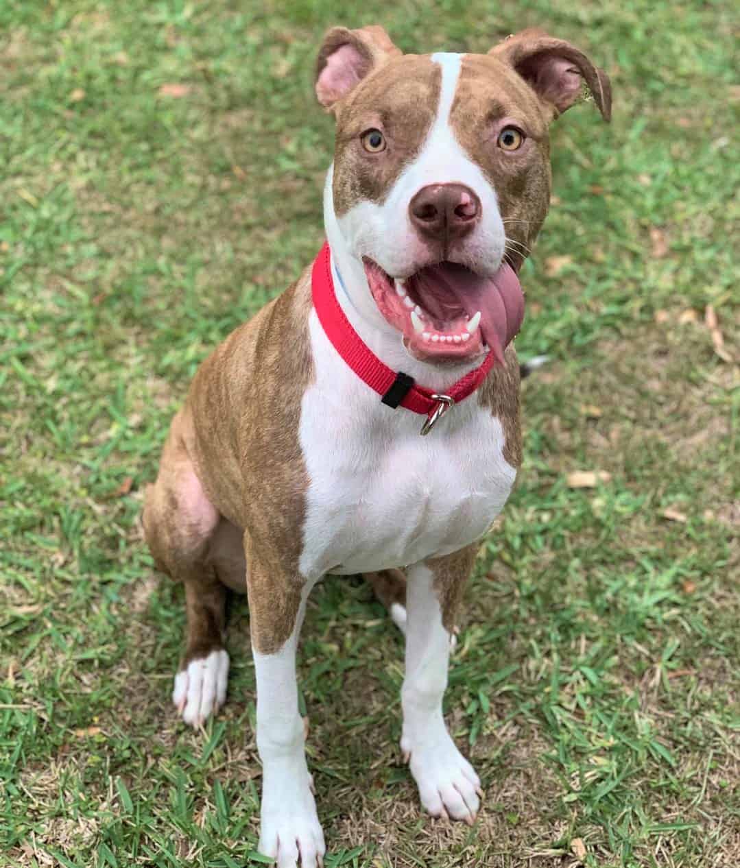 Pitbull Colors: 23 Coat Color Variations Explained (With Pictures)