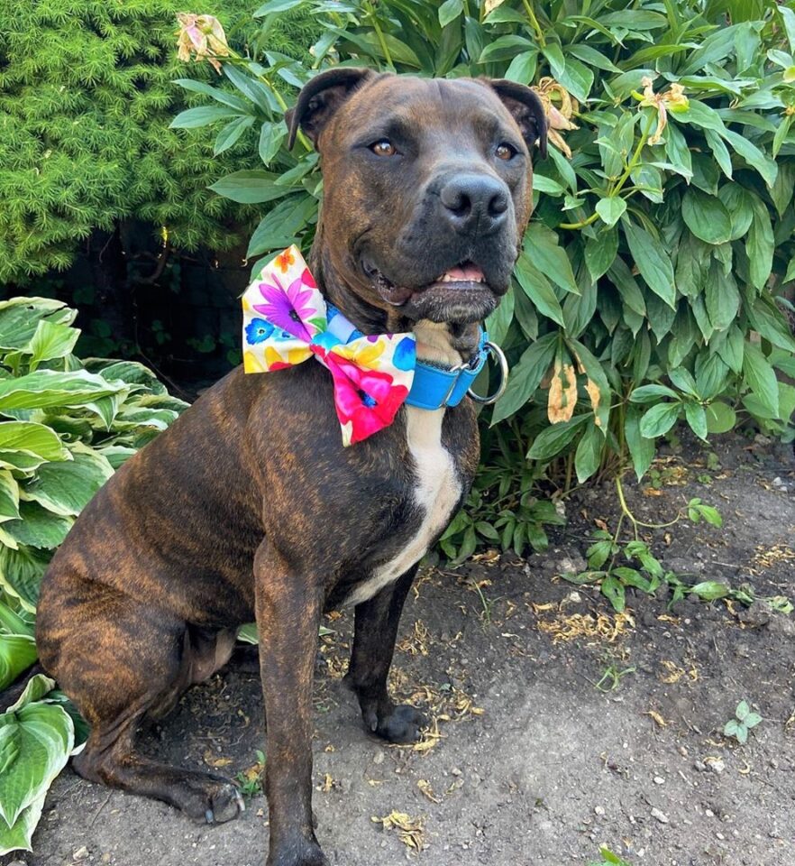 Pitbull Colors: 23 Coat Color Variations Explained (With Pictures)