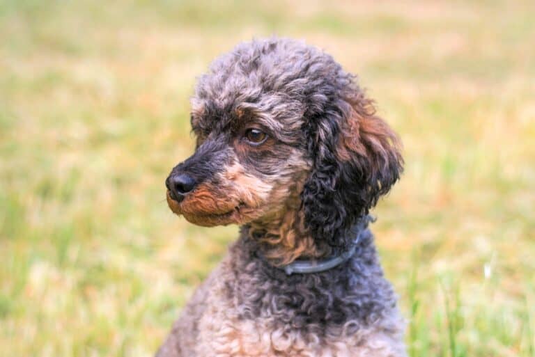 Parti Poodle: Breed Info, Traits, Genetics & Facts