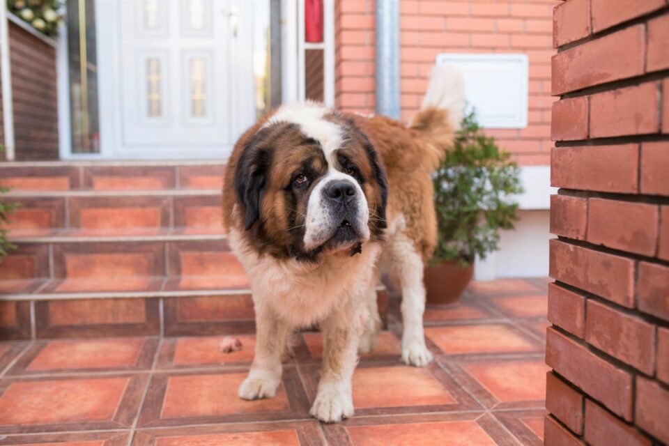 Saint Bernard Colors: 17 Shades of Color You Should Check Out