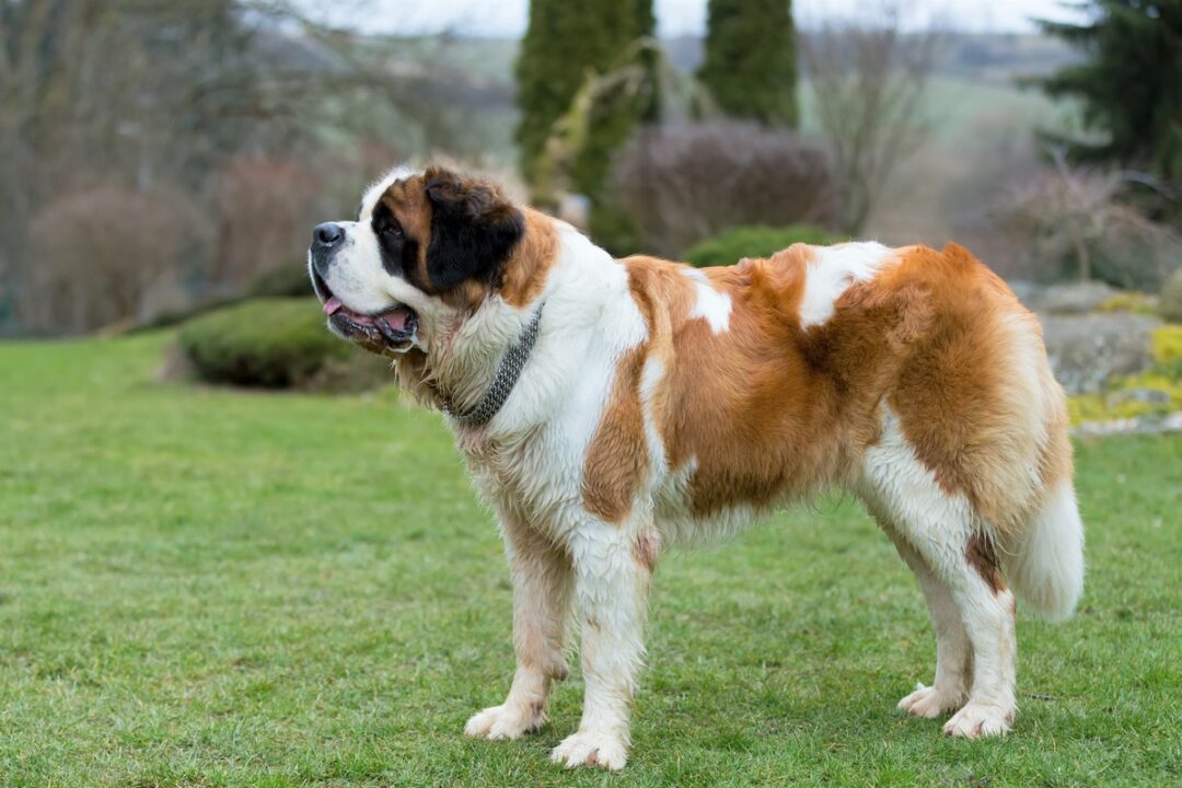 Saint Bernard Colors: 17 Shades of Color You Should Check Out