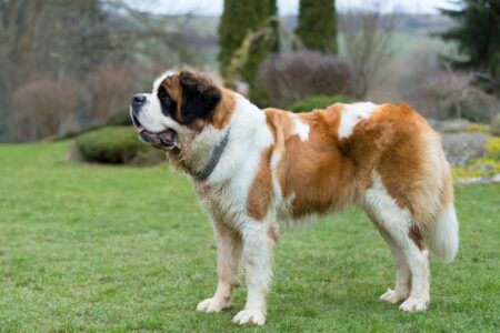 Saint Bernard Colors: 17 Shades of Color You Should Check Out