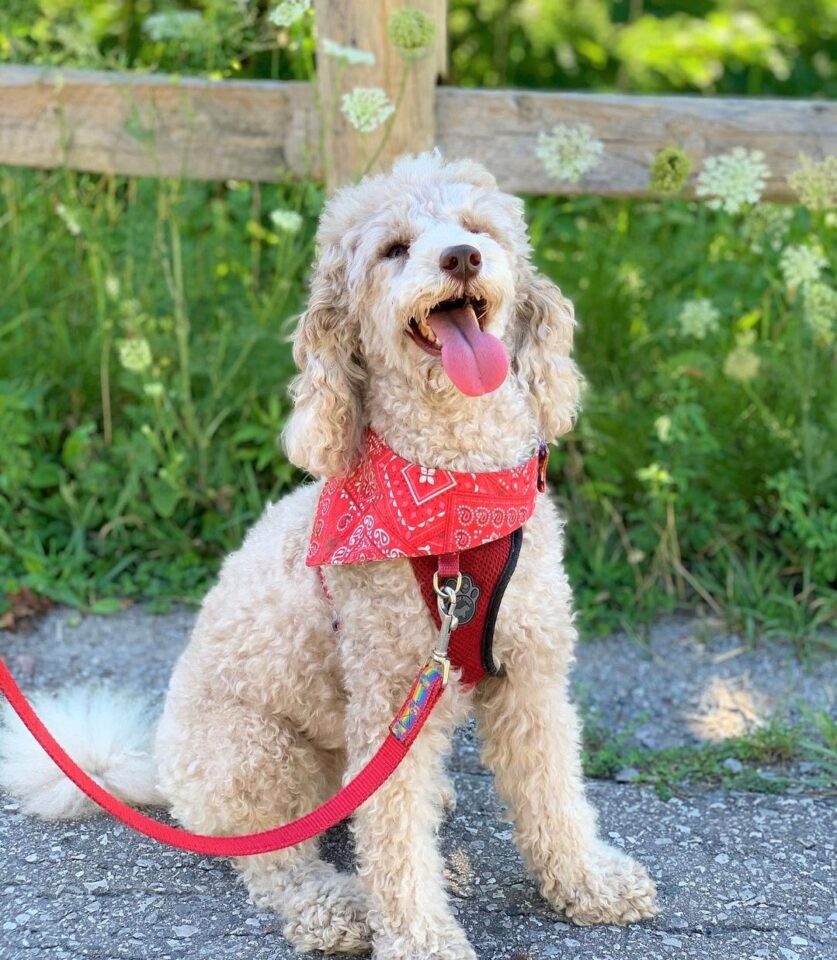 Poodle Colors: 31+ Poodle Coat Colors Explained (With Pictures)