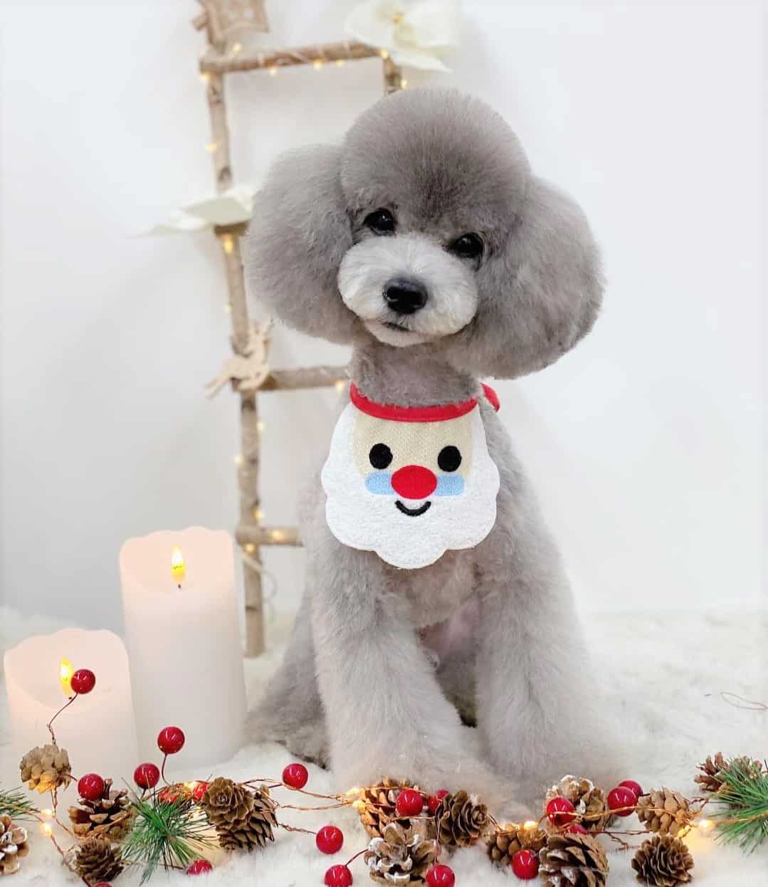 Poodle Colors: 31+ Poodle Coat Colors Explained (With Pictures)