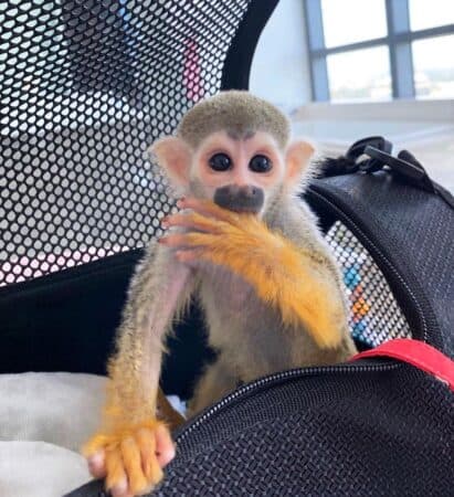Buying a Pet Monkey: How Much Does a Baby Monkey Cost?