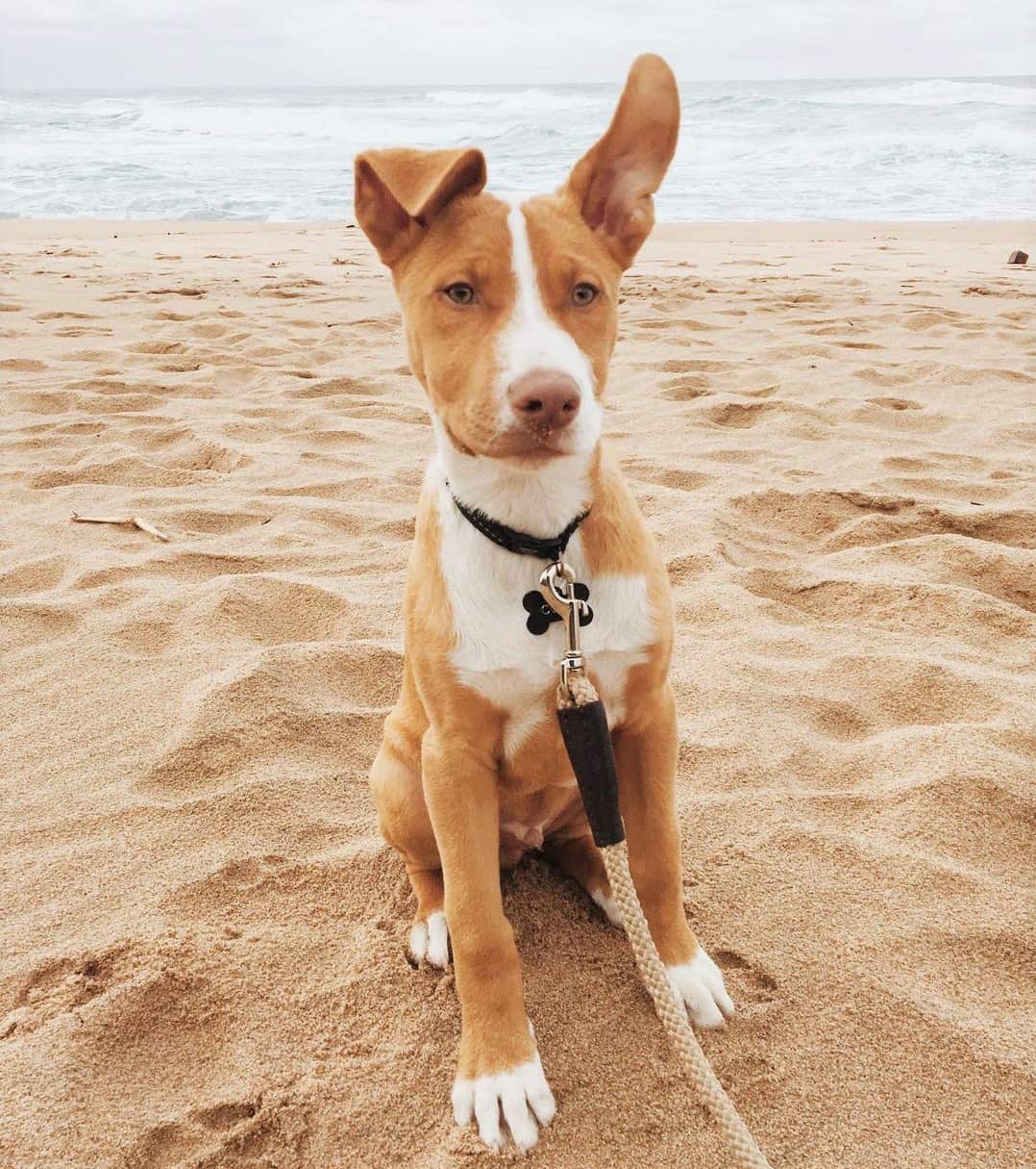 Pitbull Colors: 23 Coat Color Variations Explained (With Pictures)