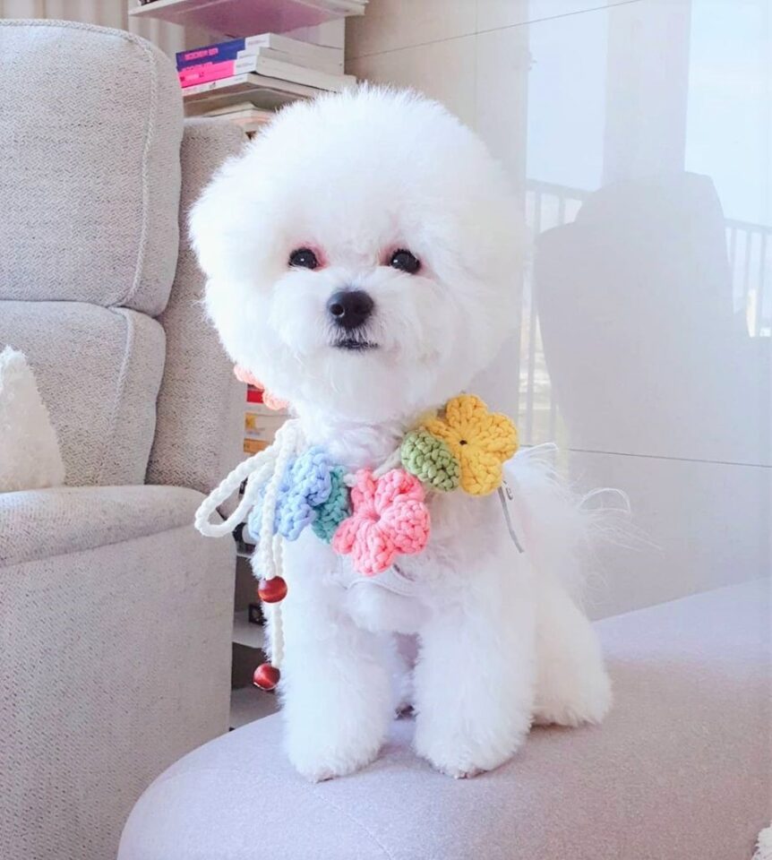 Teacup Bichon Frise: Why This Mini Dog Makes a Great Pet?