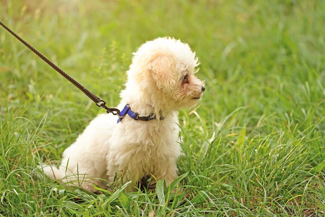Teacup Bichon Frise: Why This Mini Dog Makes a Great Pet?