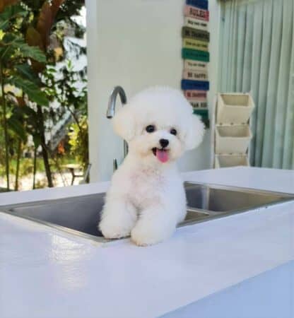 Teacup Bichon Frise: Why This Mini Dog Makes a Great Pet?
