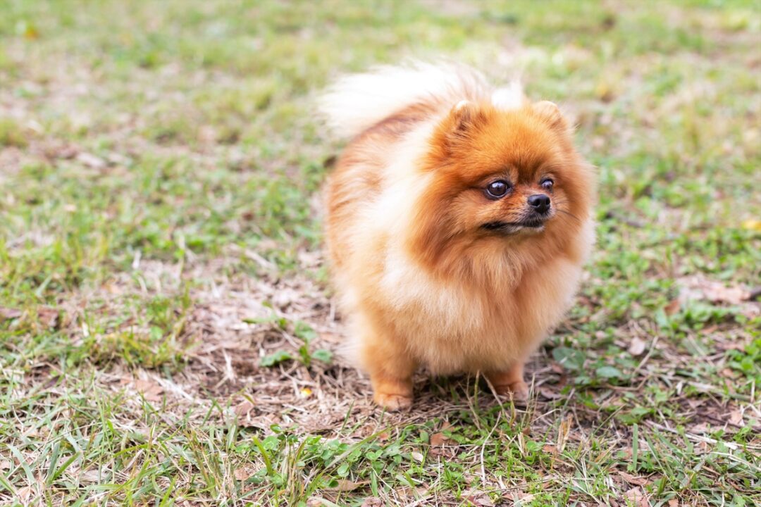 Teddy Bear Pomeranian: A Guide to This Cute Teddy Bear Dog