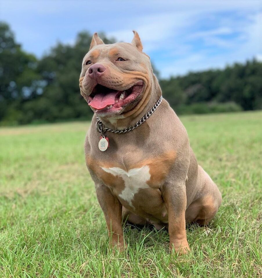 Pitbull Colors: 23 Coat Color Variations Explained (With Pictures)