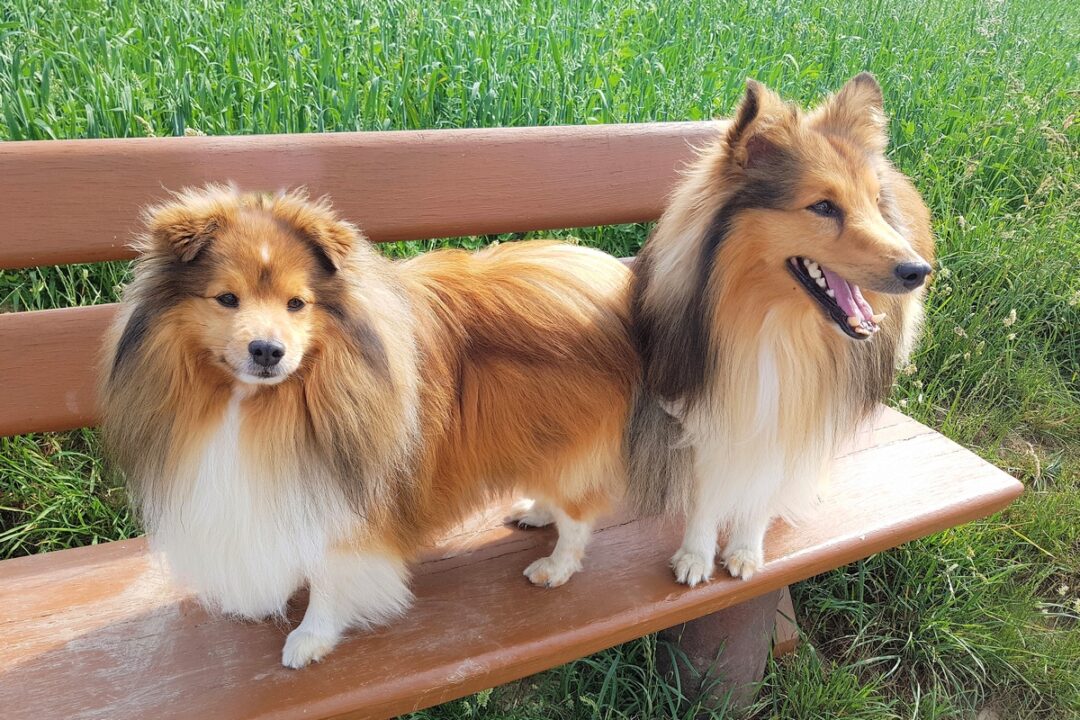 Miniature Collie: Things You Need to Know Before Getting One