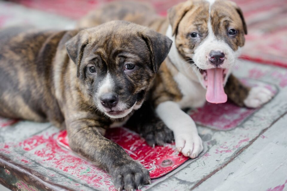 Pocket Pitbull: Are These Mini-Sized Pitbulls Right for You?