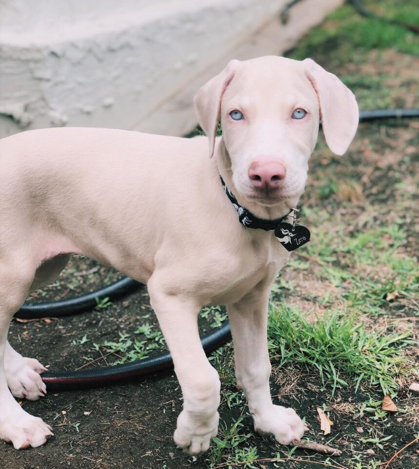 An In-Depth Comparison Between Albino and White Doberman