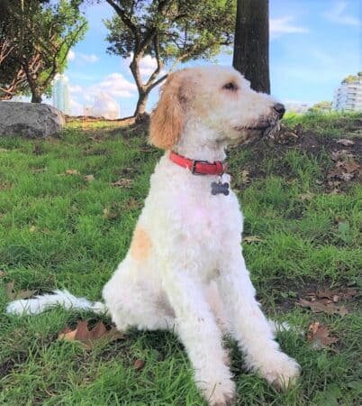 Poodle Colors: 31+ Poodle Coat Colors Explained (With Pictures)