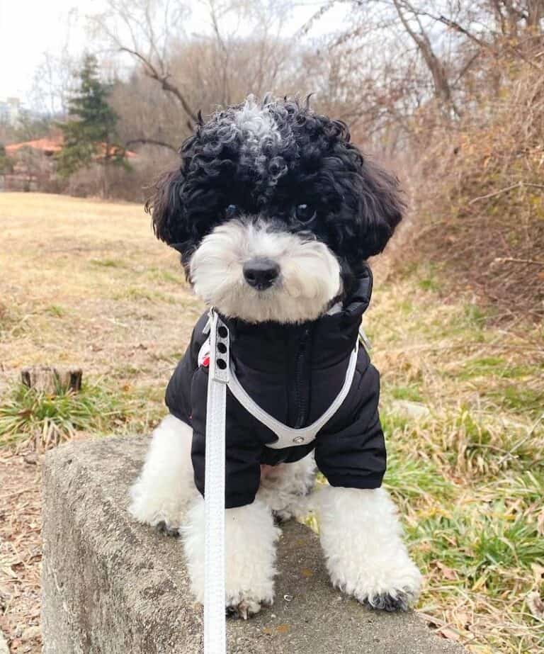 Parti Poodle: 17 Things to Know Before Getting a Parti Poodle