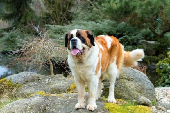 Saint Bernard Colors: 17 Shades of Color You Should Check Out