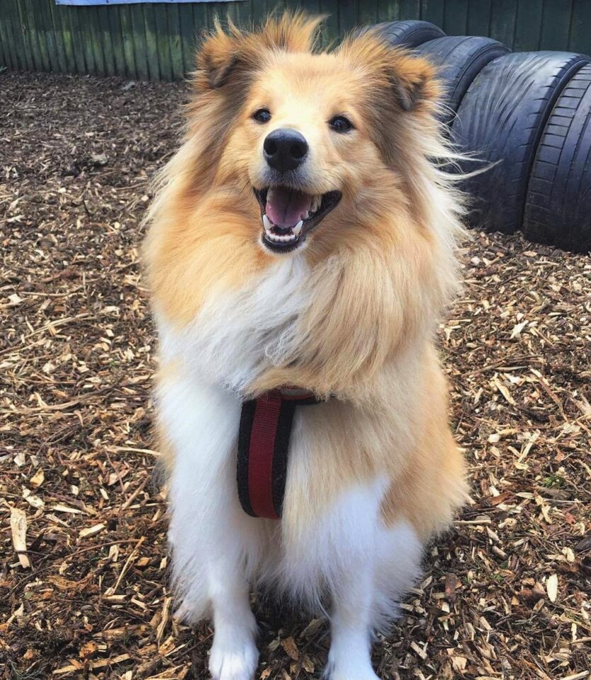 Miniature Collie: Things You Need to Know Before Getting One