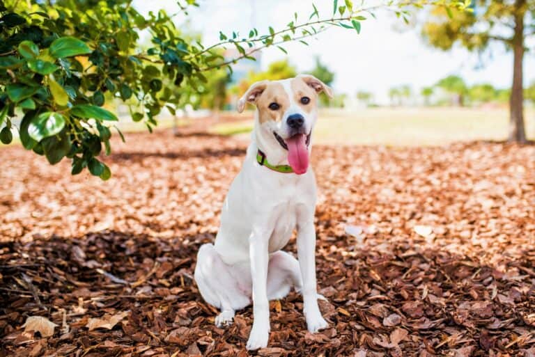 Pitbull Colors: 23 Coat Color Variations Explained (With Pictures)