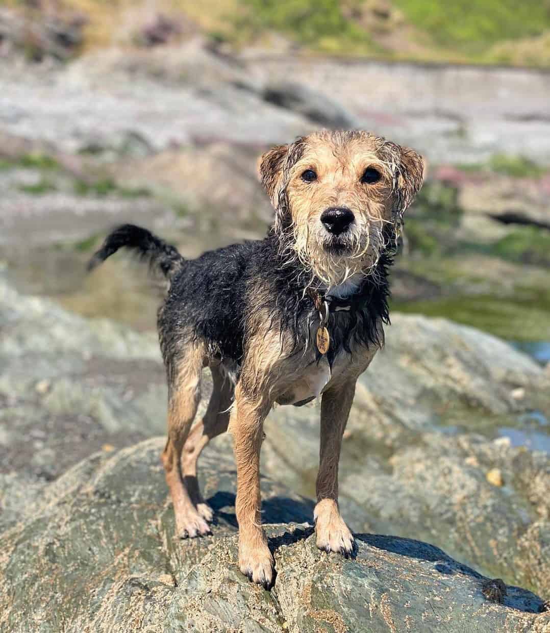 Terrier Poodle Mix Breed Guide: Pictures, Facts, FAQ and More