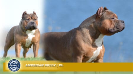 American Bully XL: Breed Info, Size & Care Guide