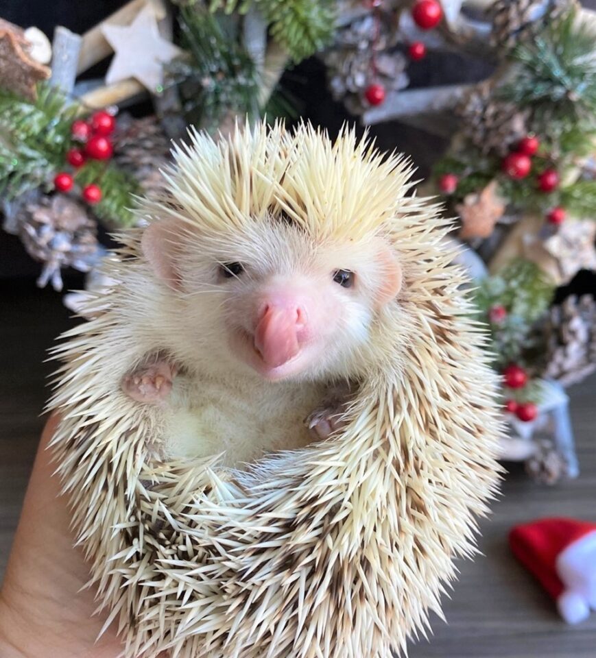 How Much Does a Hedgehog Cost? Prices & Expenses (+ FAQ)