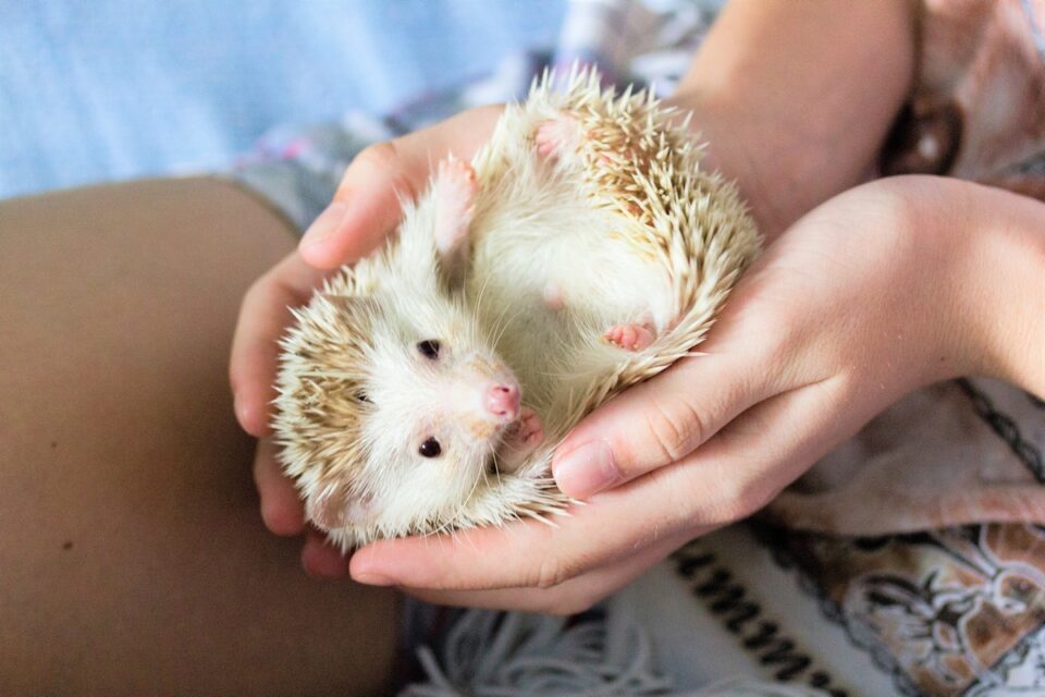 How Much Does a Hedgehog Cost? Prices & Expenses (+ FAQ)